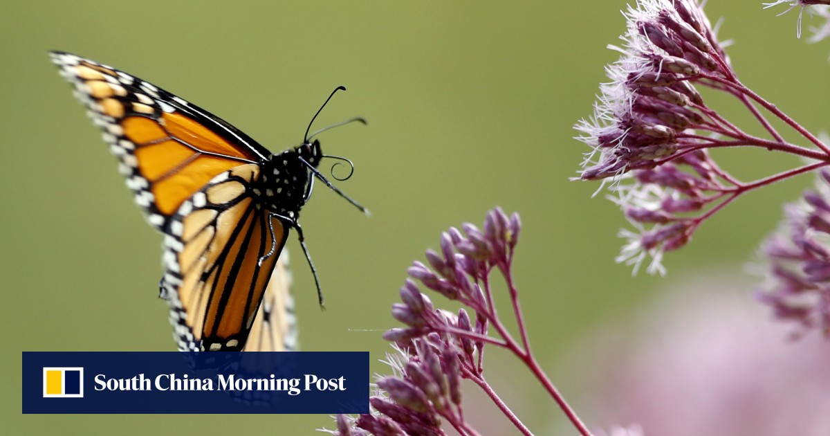 Insect apocalypse: Earth losing up to 2 per cent of its bugs every year ...