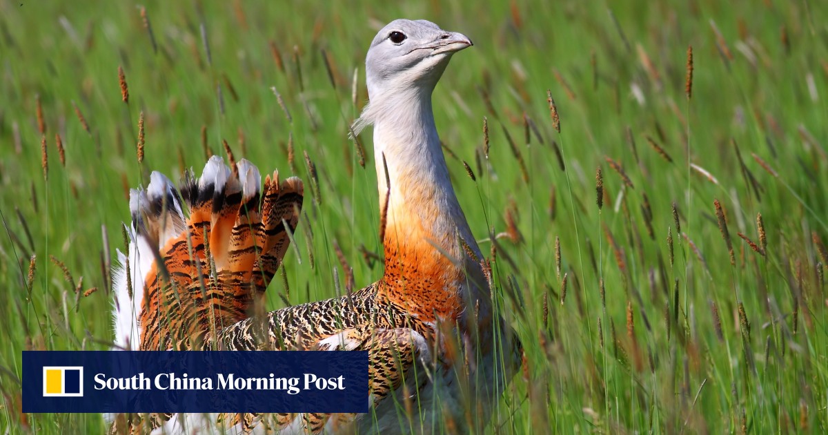 Birding is cool in China and the birds in Beijing are more varied than ...