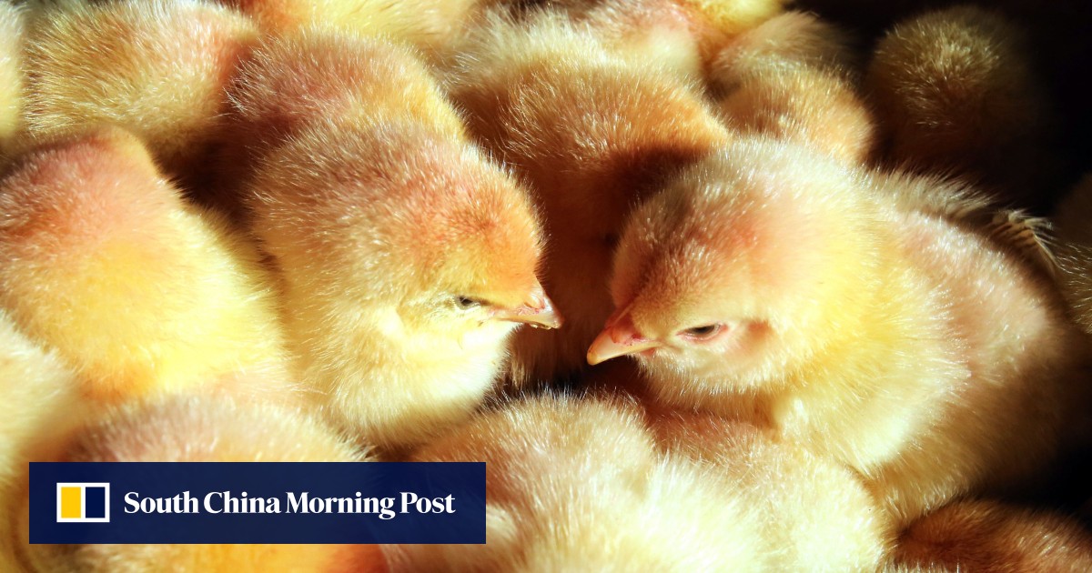 Germany to be first country to end mass culling of male chicks | South ...