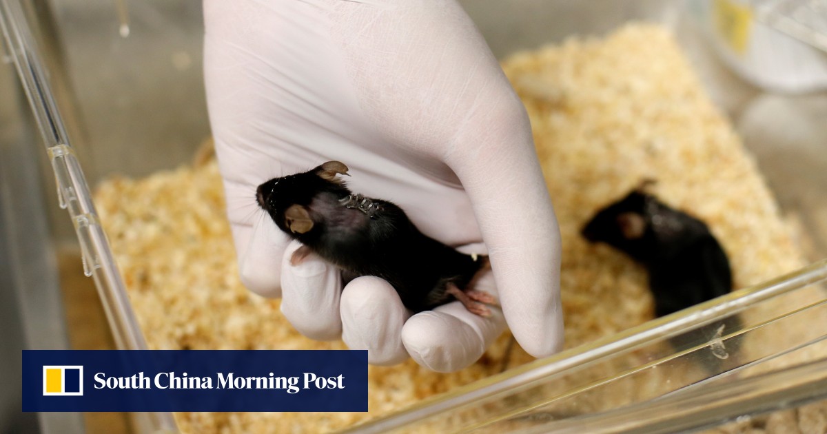 German scientists help paralysed mice walk again | South China Morning Post