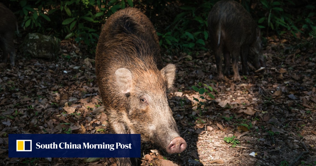 Hong Kong police search for three suspects after wild boar ‘trapped and ...