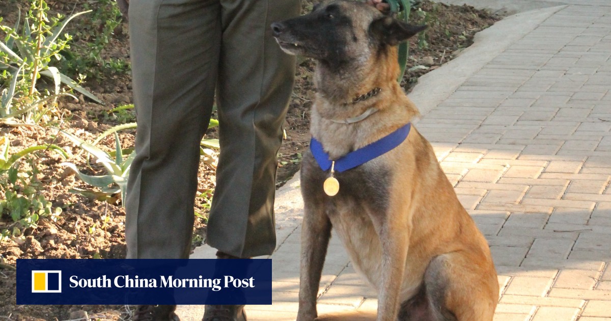 The dogs on the front line of wildlife conservation, from sniffing ...