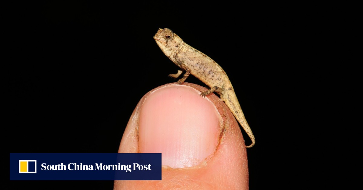 Is this tiny chameleon the world’s smallest reptile? | South China ...