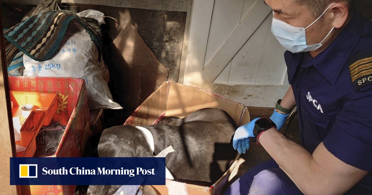 Dog’s horrific death after slash to neck sparks manhunt for attacker in ... Dog’s horrific death after slash to neck sparks manhunt for attacker in ...