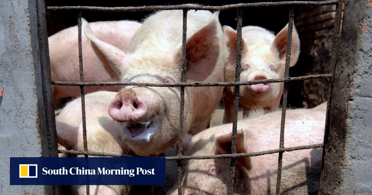 China on watch for mutant African swine fever strains | South China ...