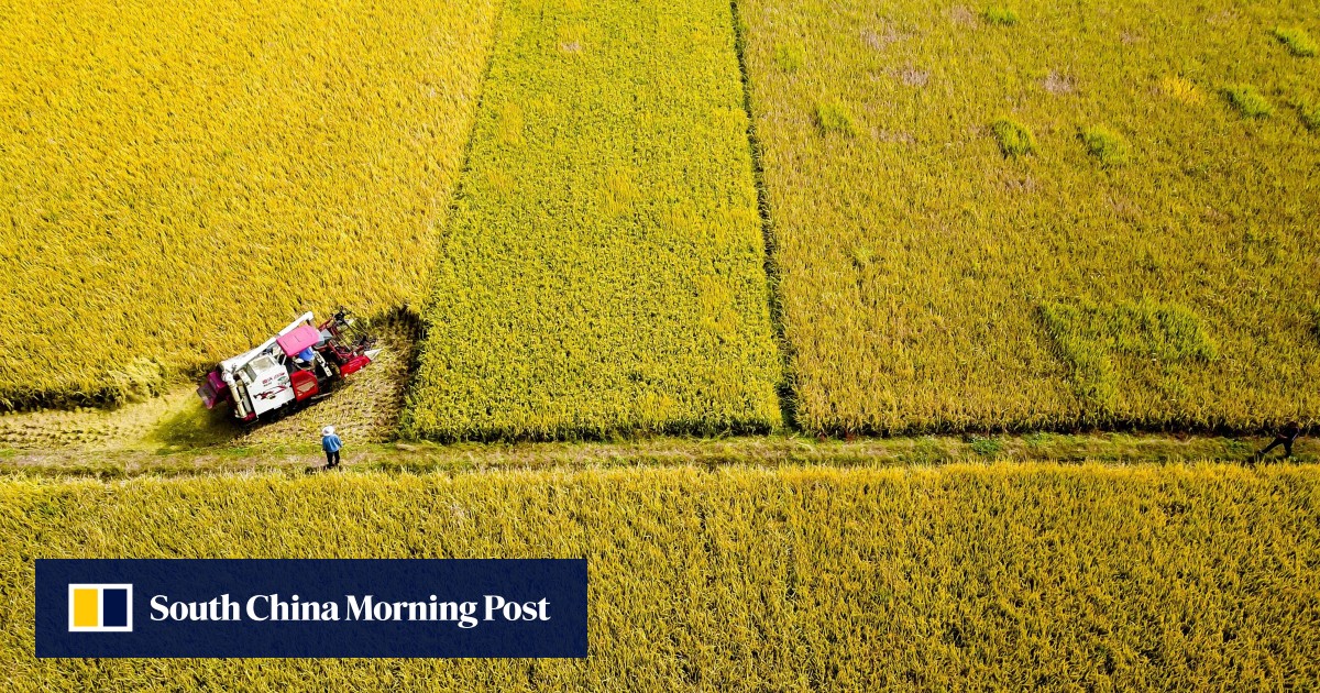 China cannot be complacent about food security and must guard against ...