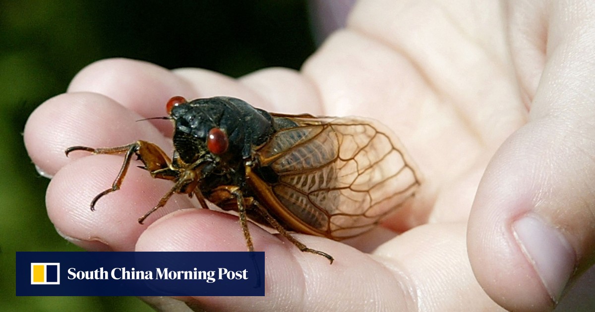 Americans brace for billion-bug invasion that happens every 17 years ...