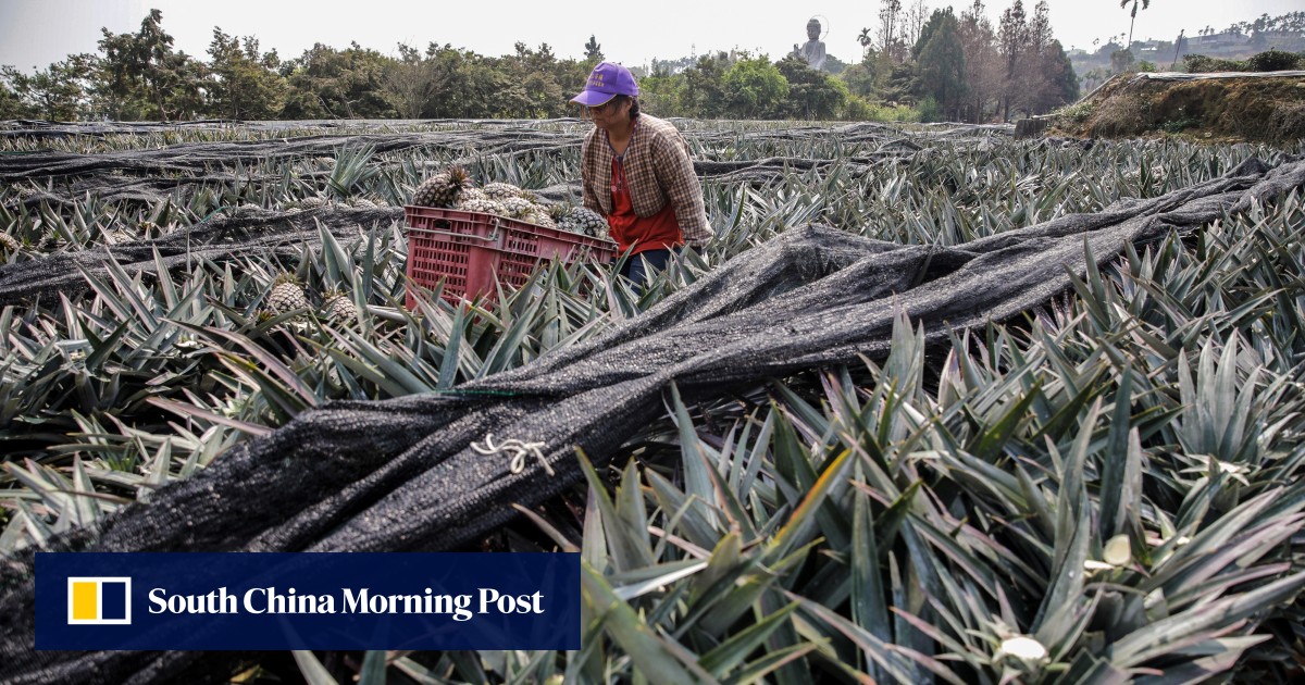 After the pineapple ban, will Beijing’s sweeteners tempt Taiwan’s ...
