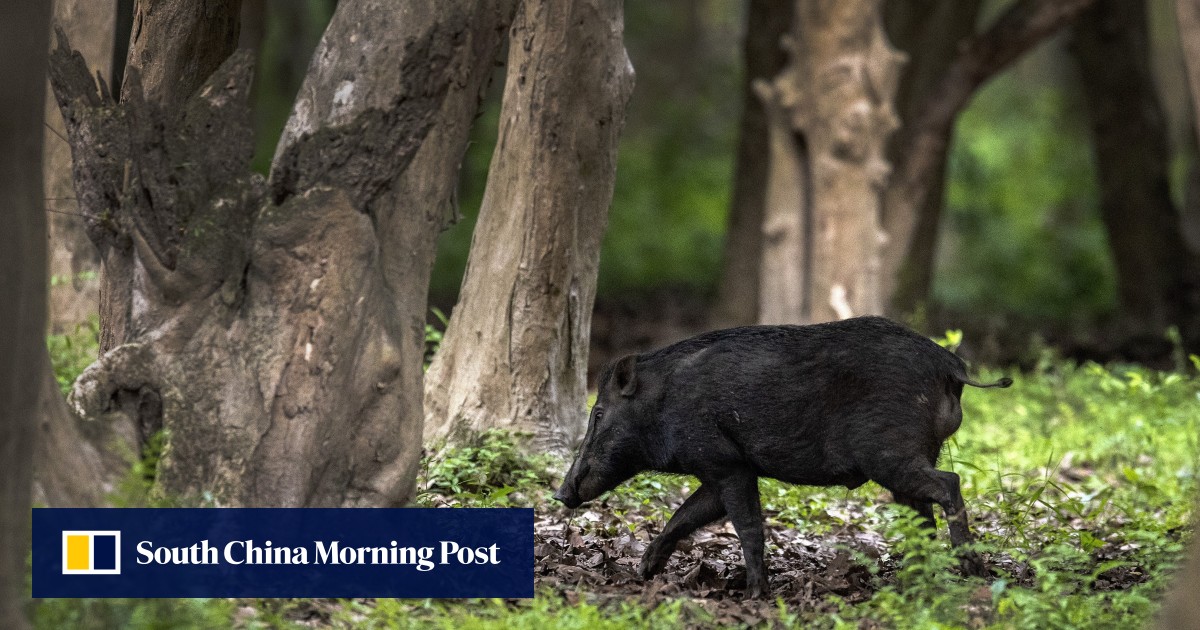 Indonesia’s supernatural shape-shifting boar demons – and why a village ...