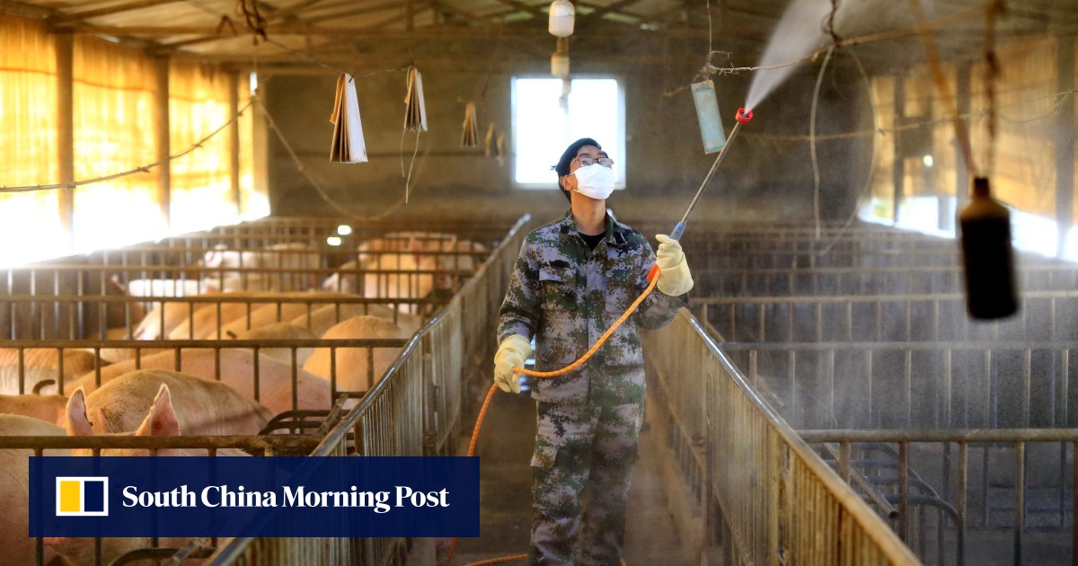 African swine fever: China limits live pig shipments to curb outbreaks ...