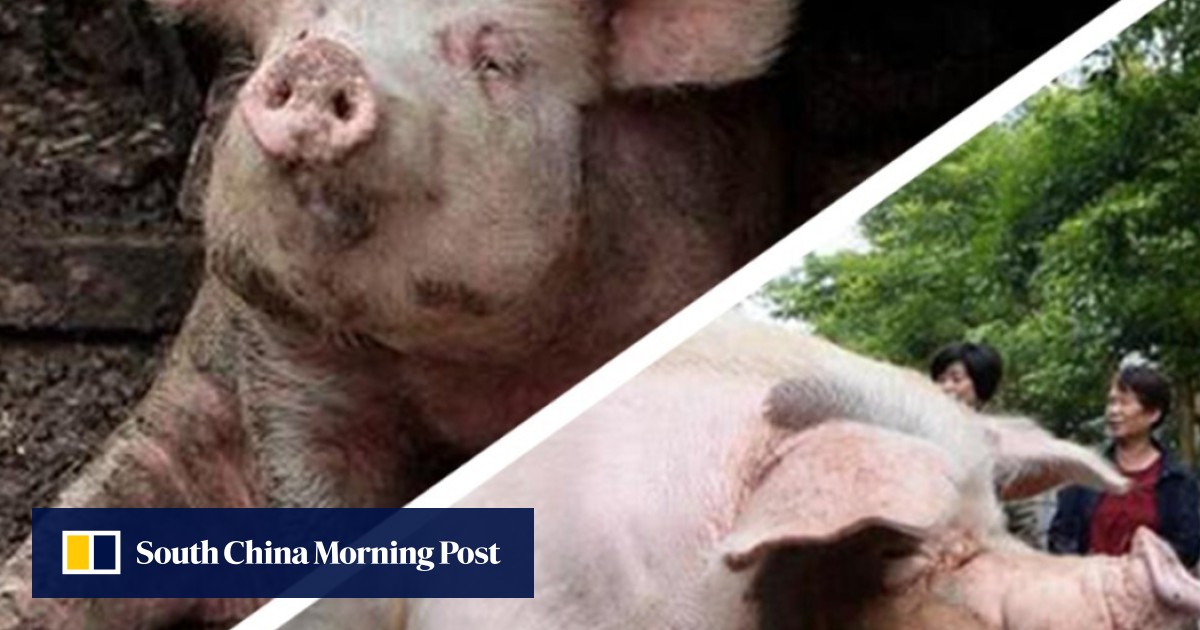 Miracle Chinese pig Zhu Jianqiang that survived 36 days trapped under ...