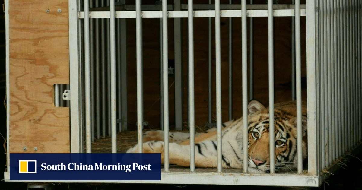 Missing Bengal tiger found unharmed after roaming Texas suburbs for a ...