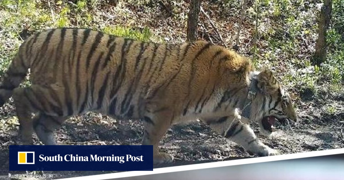 Missing leopard in China feared dead as Siberian tiger returned to the ...