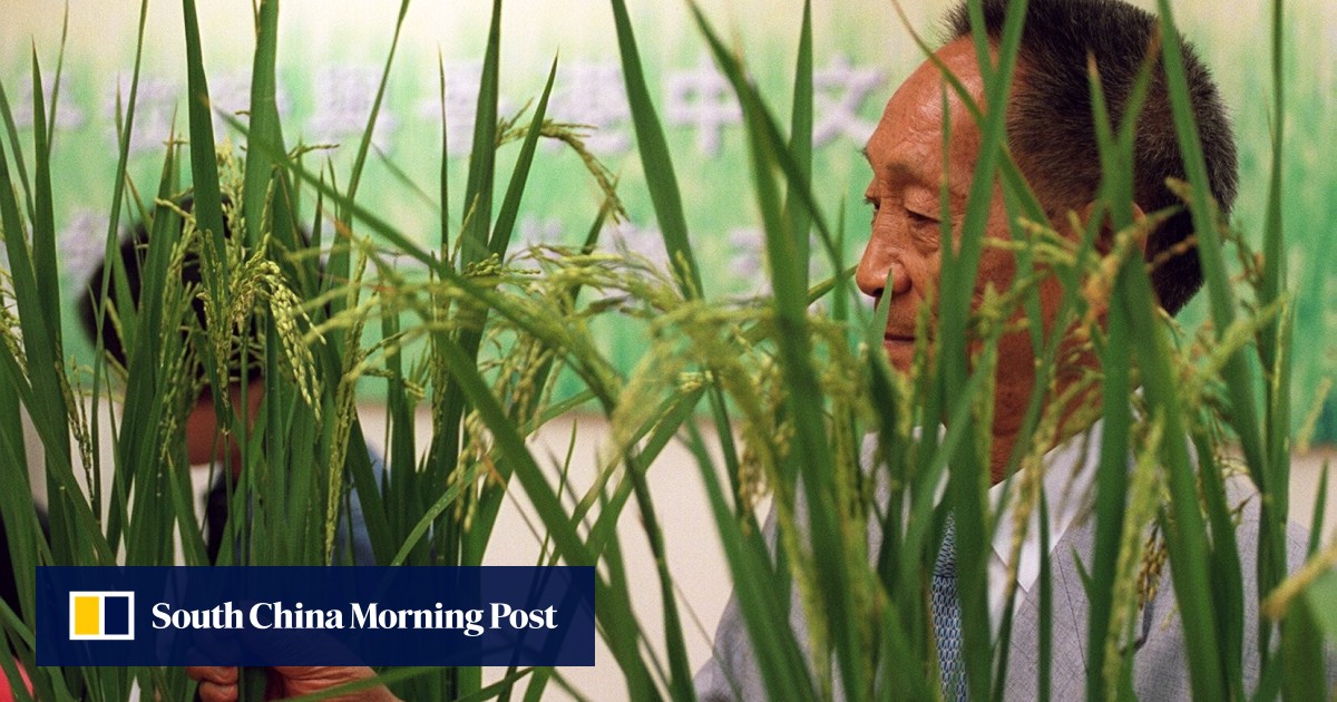 China’s ‘father of hybrid rice’ Yuan Longping dies at 90 | South China ...