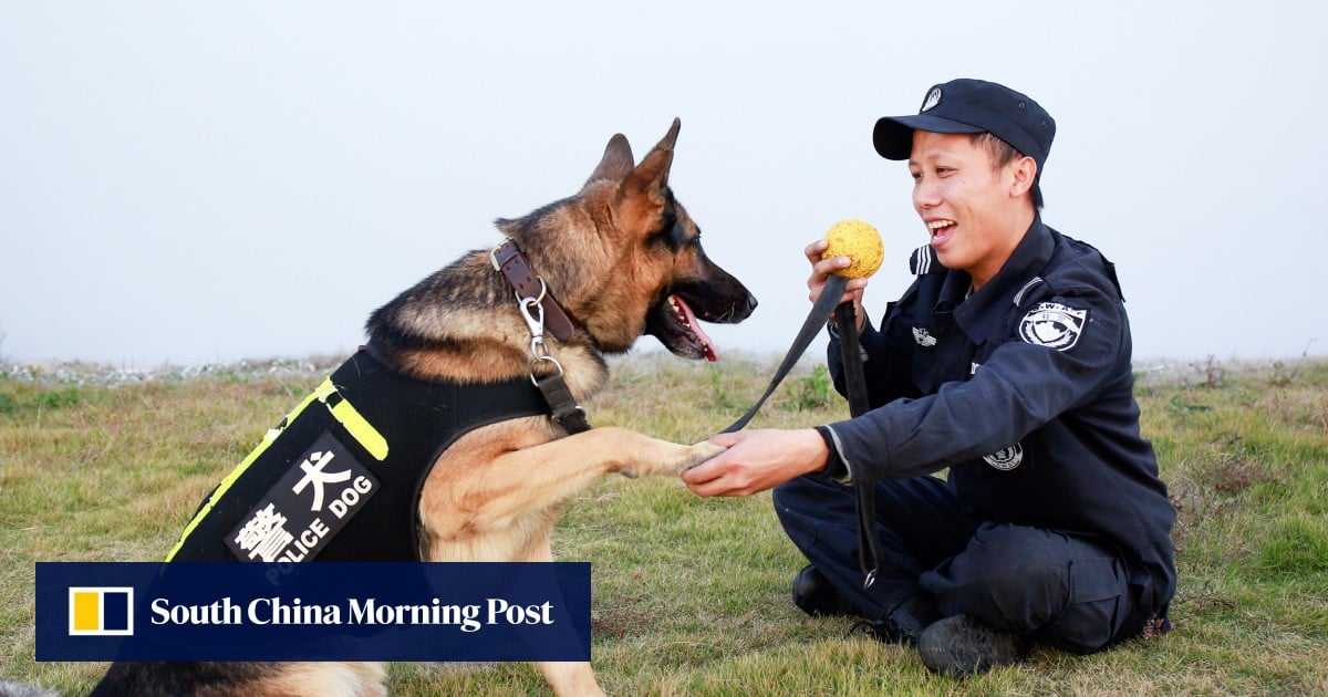 Police Academy In China Plans To Auction Off coward Dogs Who Failed police-academy-in-china-plans-to-auction-off-coward-dogs-who-failed
