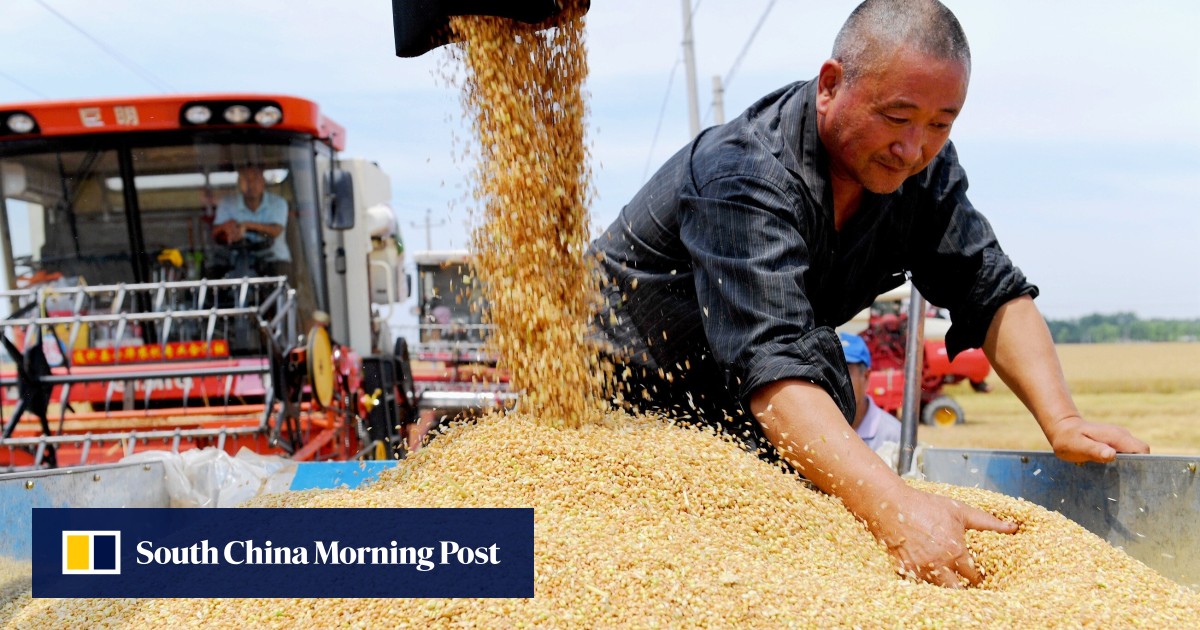 China corn imports to fall as farmers dump other crops to cash in on ...
