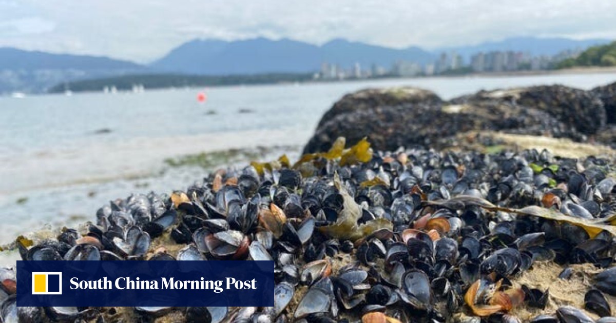 Extreme heat in Canada cooks millions of shellfish alive | South China ...