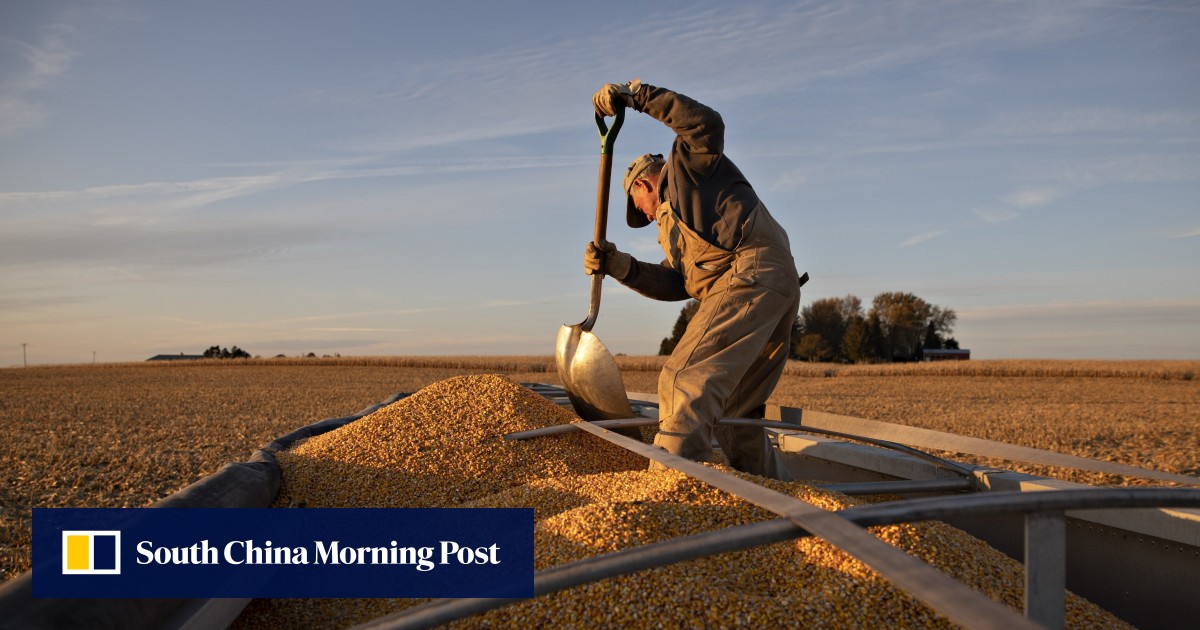 US revives WTO grain import quota case as China lags behind in ...