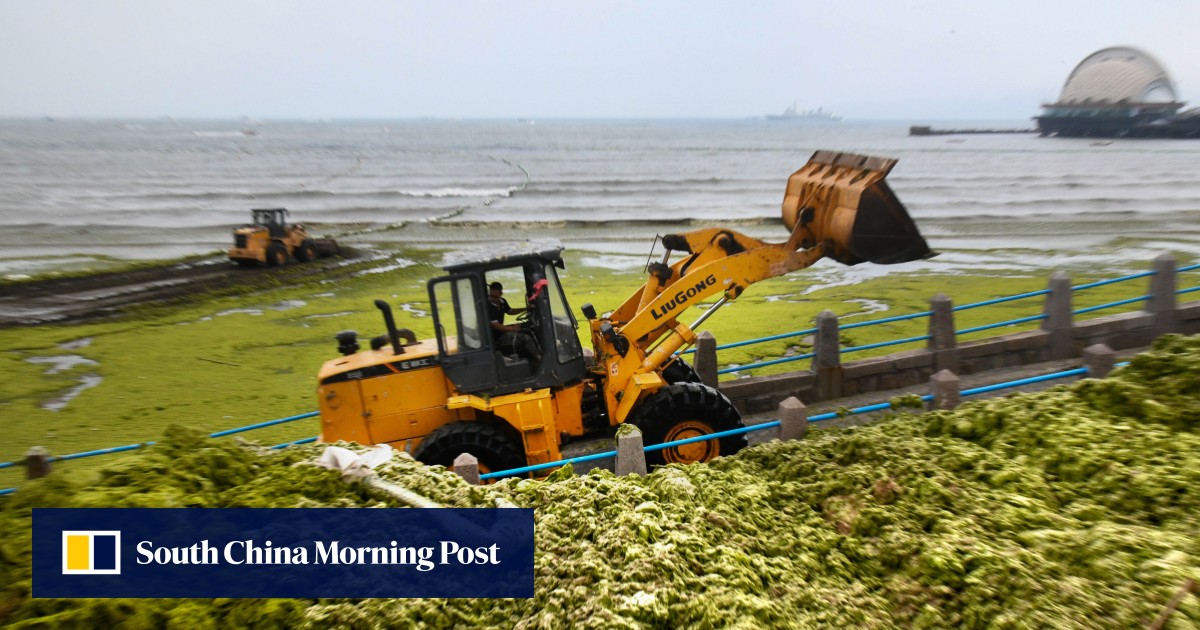 Record algal green tide swamps Chinese port city of Qingdao | South ...