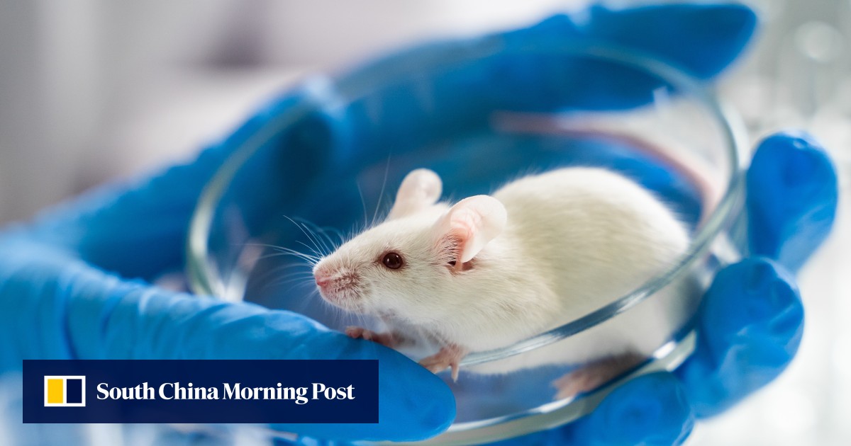 China tightens laboratory animal rules amid calls for coronavirus lab ...