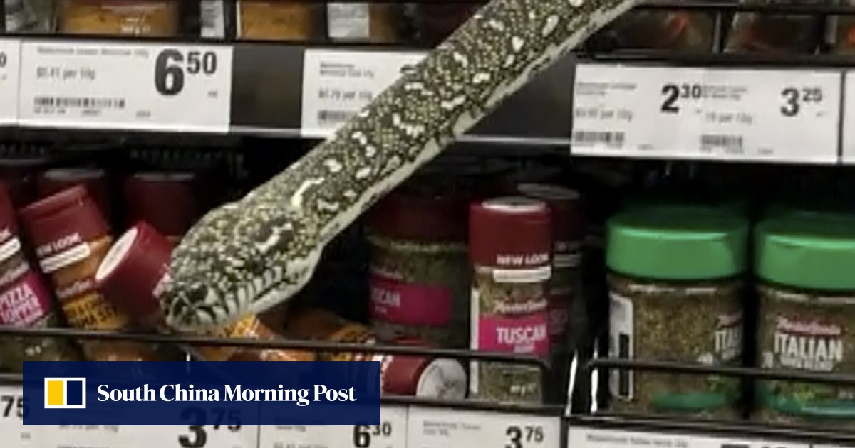Australian woman rescues python after finding it in supermarket shelf ...