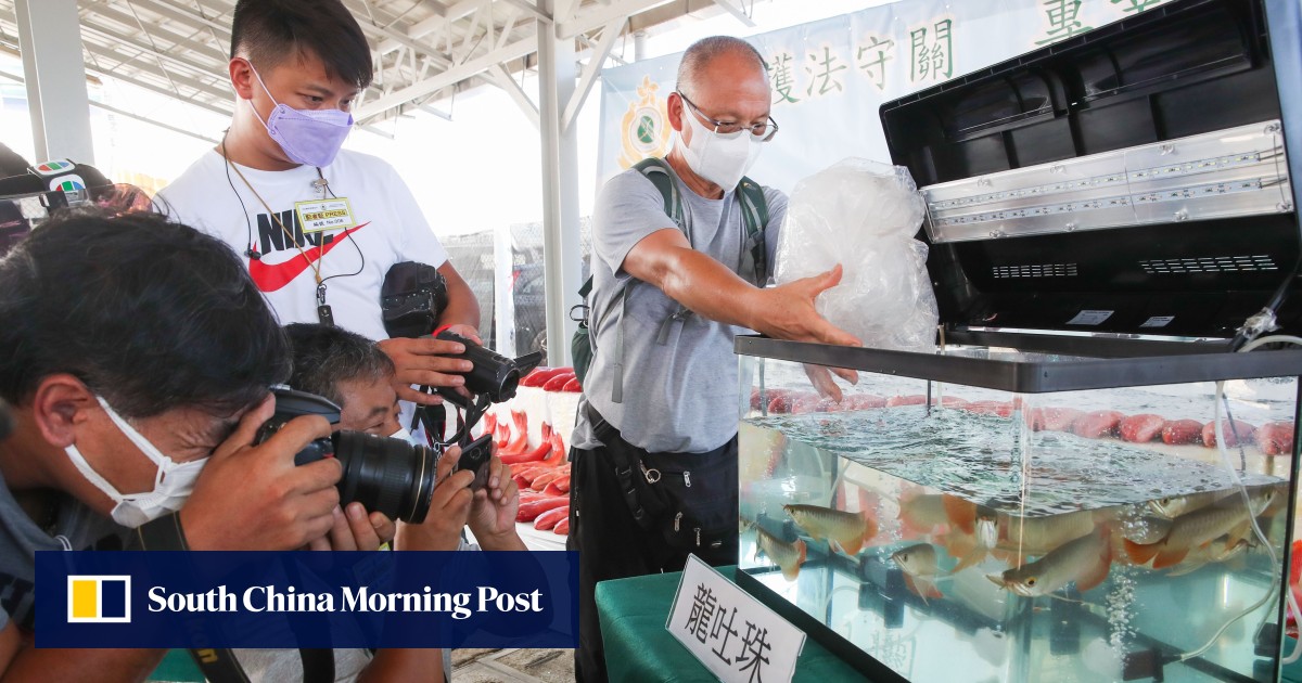 3 Hong Kong men arrested over HK$1.8 million fish smuggling bust ...
