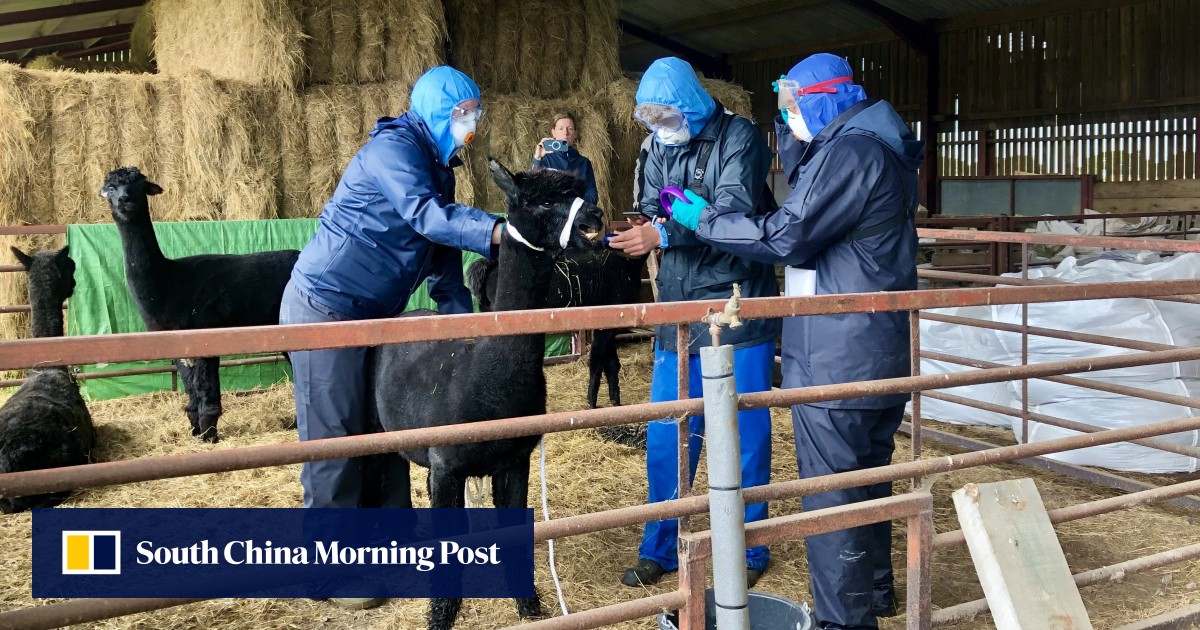 Geronimo the alpaca is killed by vets in UK after four-year battle to ...