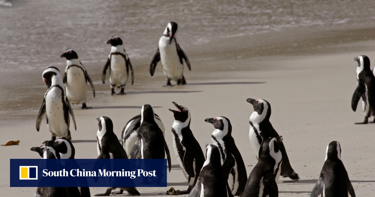 Swarm of bees kills dozens of endangered penguins in South Africa ...