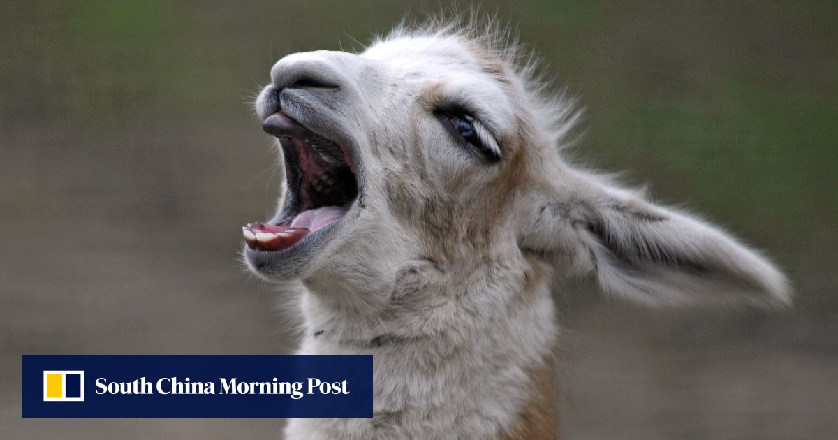 Llama antibodies show ‘significant potential’ as coronavirus treatment ...