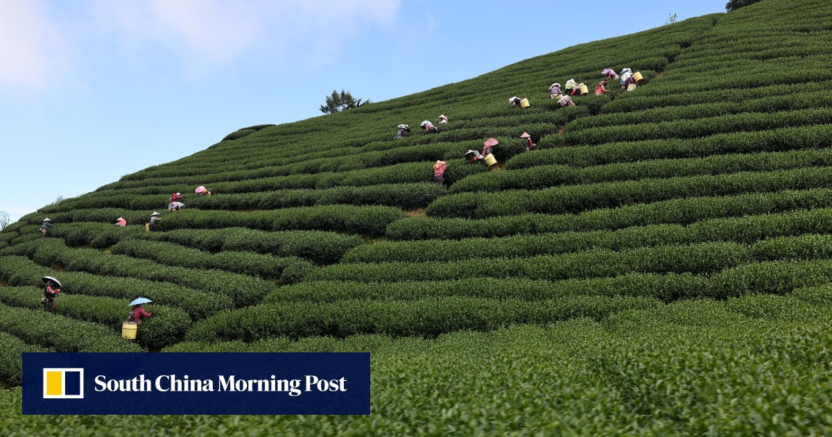 Taiwan’s tea growers scramble to adapt to extreme weather | South China ...