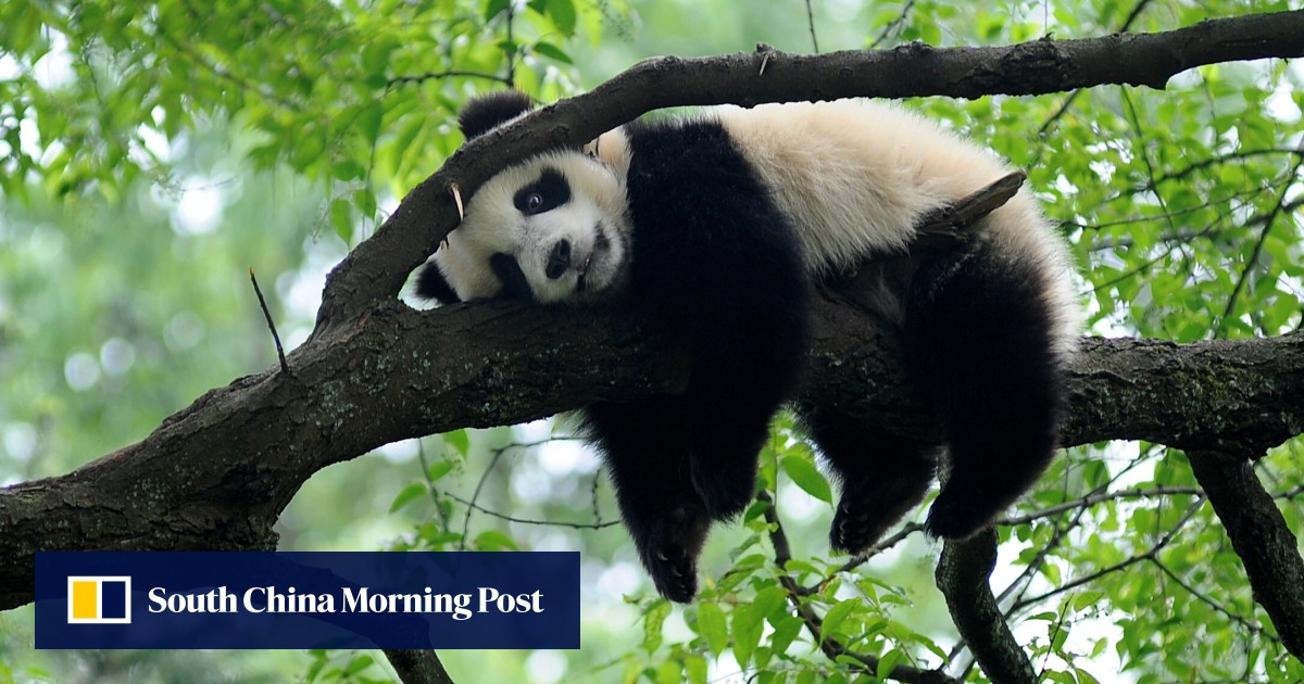 Why are giant pandas black and white? Scientists unlock the secrets of ...