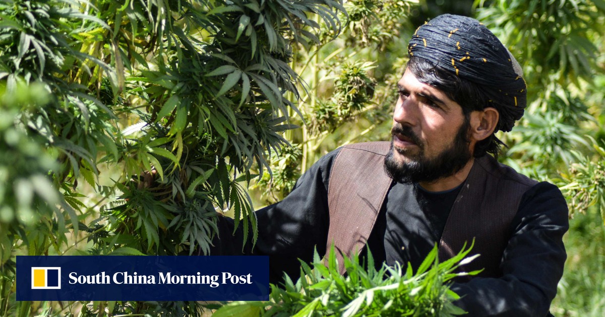 Afghanistan’s cannabis growers prosper, despite Taliban vow to crack ...