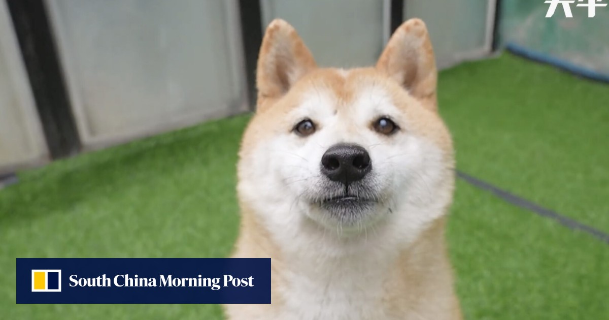 Chinese celebrity pet shiba inu dog in Beijing sells for US$25,000 in ...