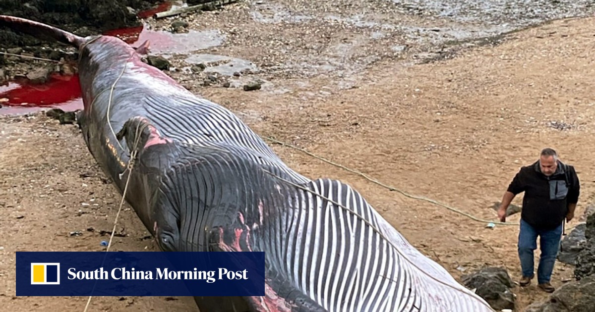 Massive fin whale, a vulnerable species, beaches itself in northern ...