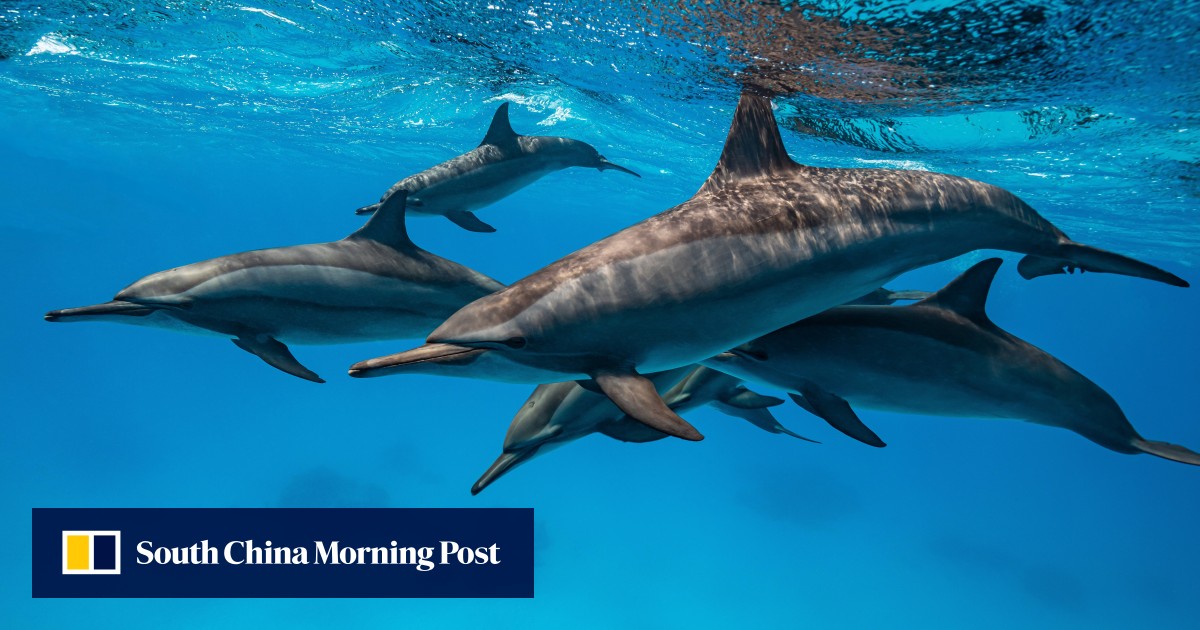 Dutch judge blocks dolphin transfer to China | South China Morning Post