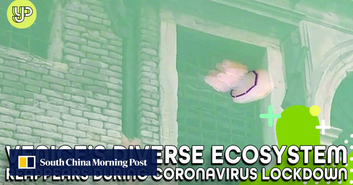 Venice’s diverse ecosystem reappears during coronavirus lockdown ...