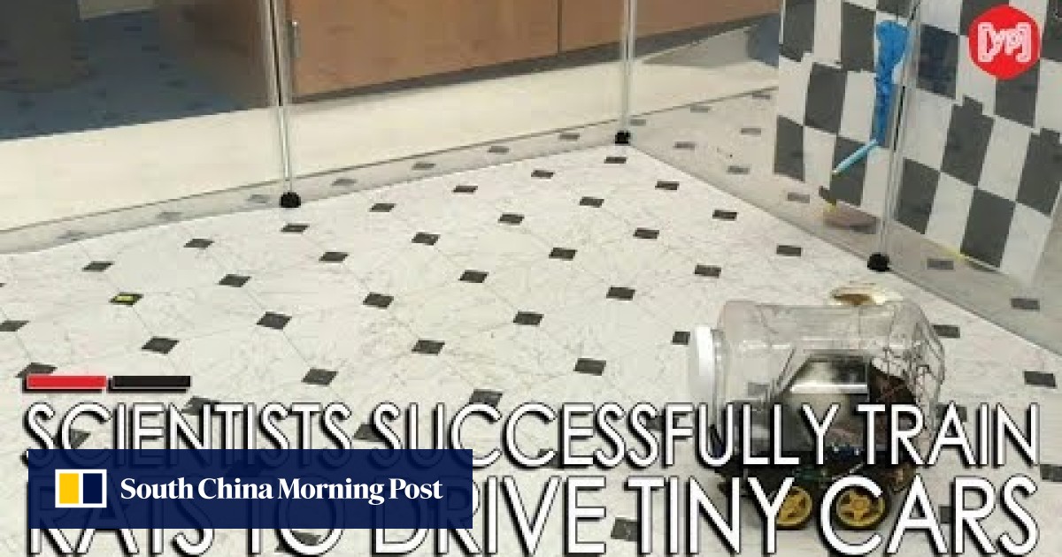 Scientists successfully train rats to drive tiny cars | South China ...