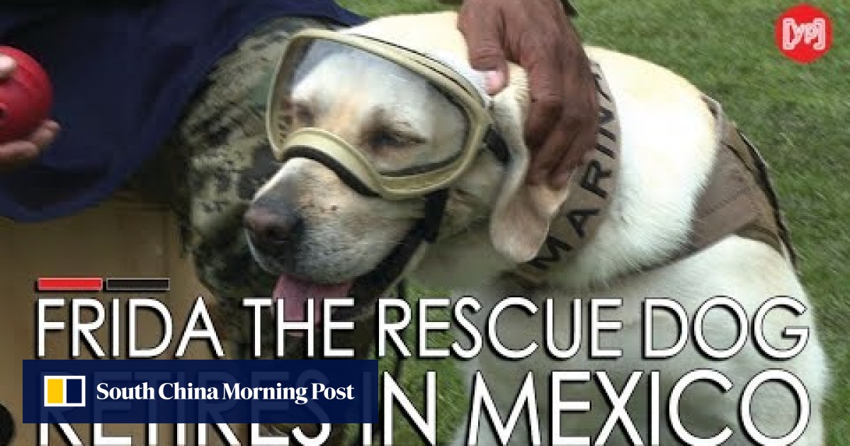 Frida the rescue dog retires in Mexico | South China Morning Post