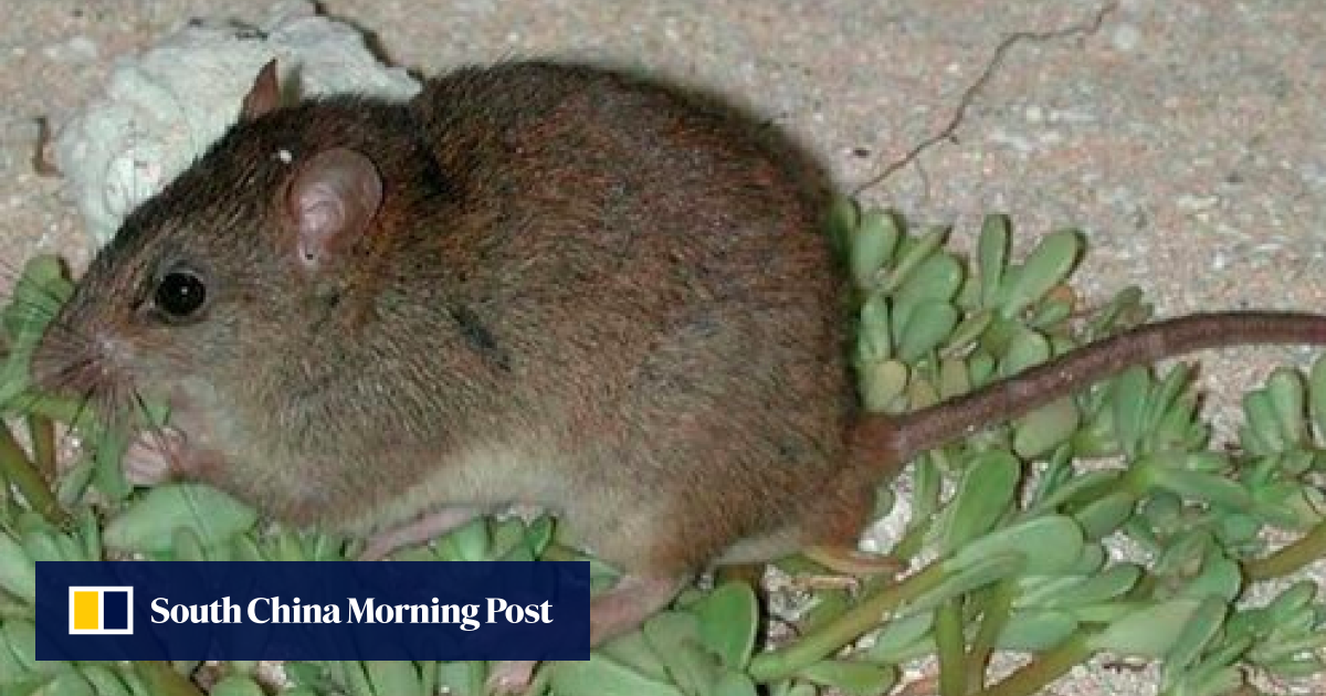 Australian rodent first to go extinct because of climate change | South ...