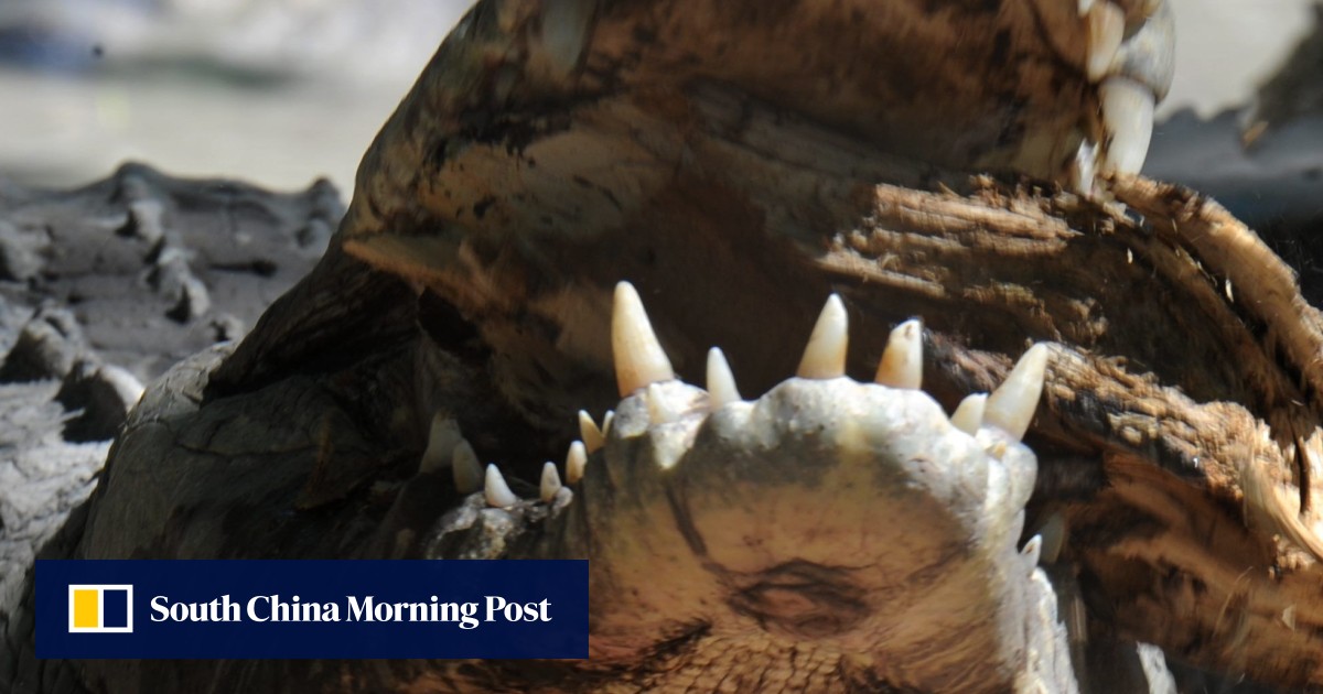 10,000 crocodiles starving after US drug case freezes elite Honduras ...