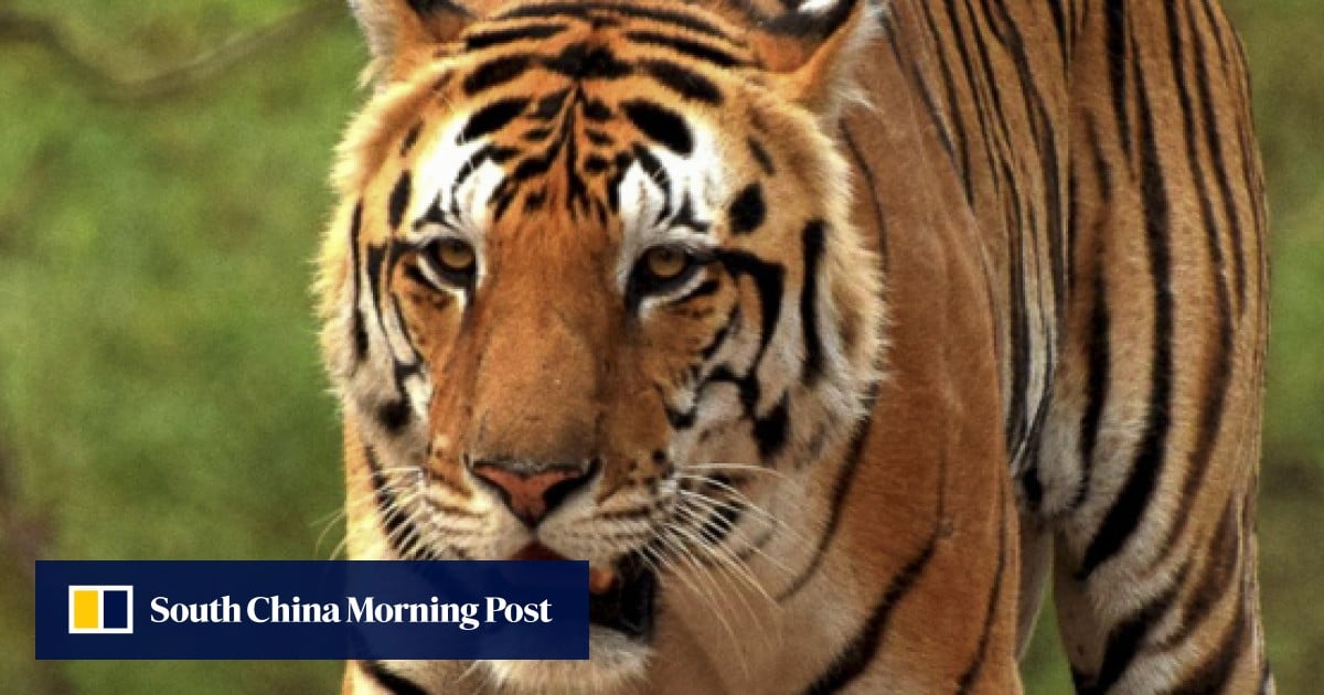 Five of the best forests for tiger spotting in India | South China ...