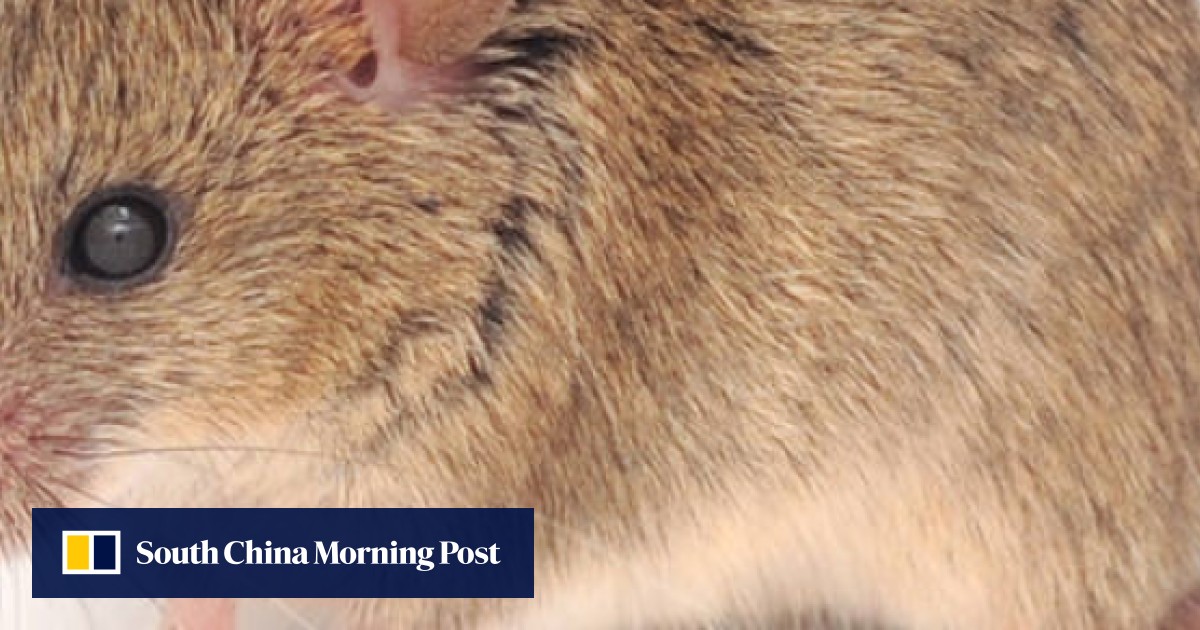 Some mothers do 'ave 'em: Mice with two mums bred in China | South ...