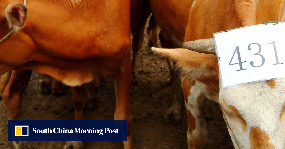 China to build world’s biggest animal cloning factory in Tianjin ...