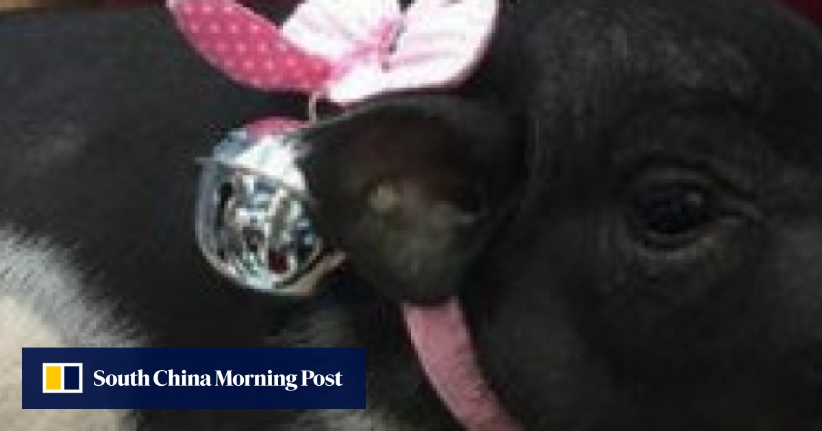 ‘World’s largest animal cloning factory’ due to start production in ...