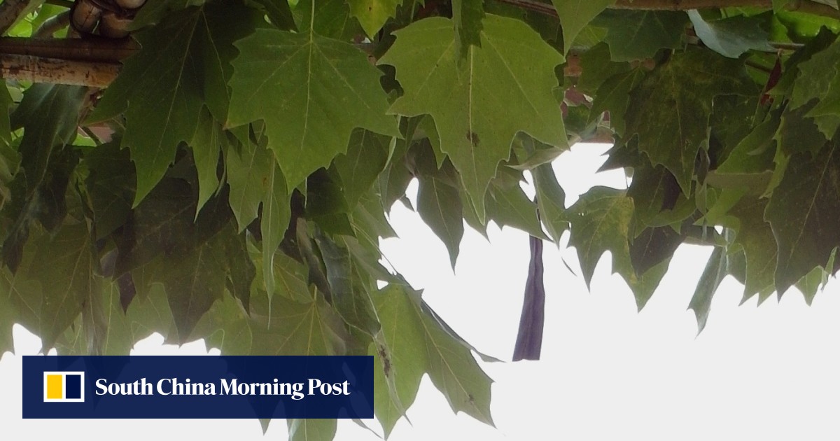 Favourite restaurants of Bethan Clark, founder and director of ...