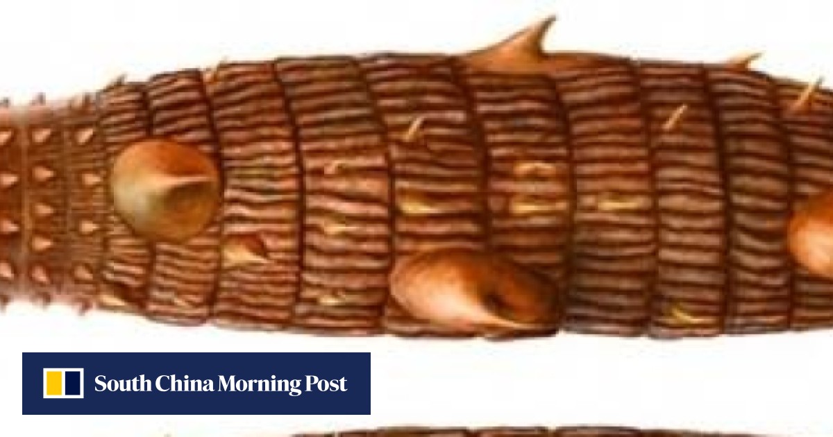 The Chinese ‘mud dragon’ that helped change the world? Spiky, armoured ...