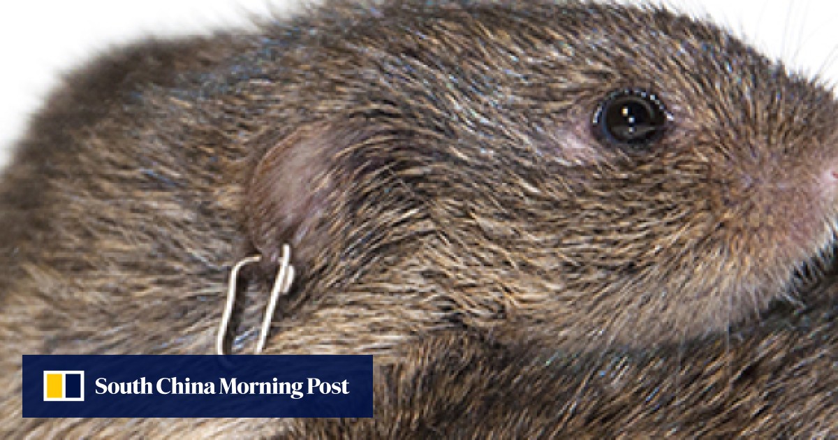 Wired to cheat: Why these 'monogamous' rats keep fooling around | South ...