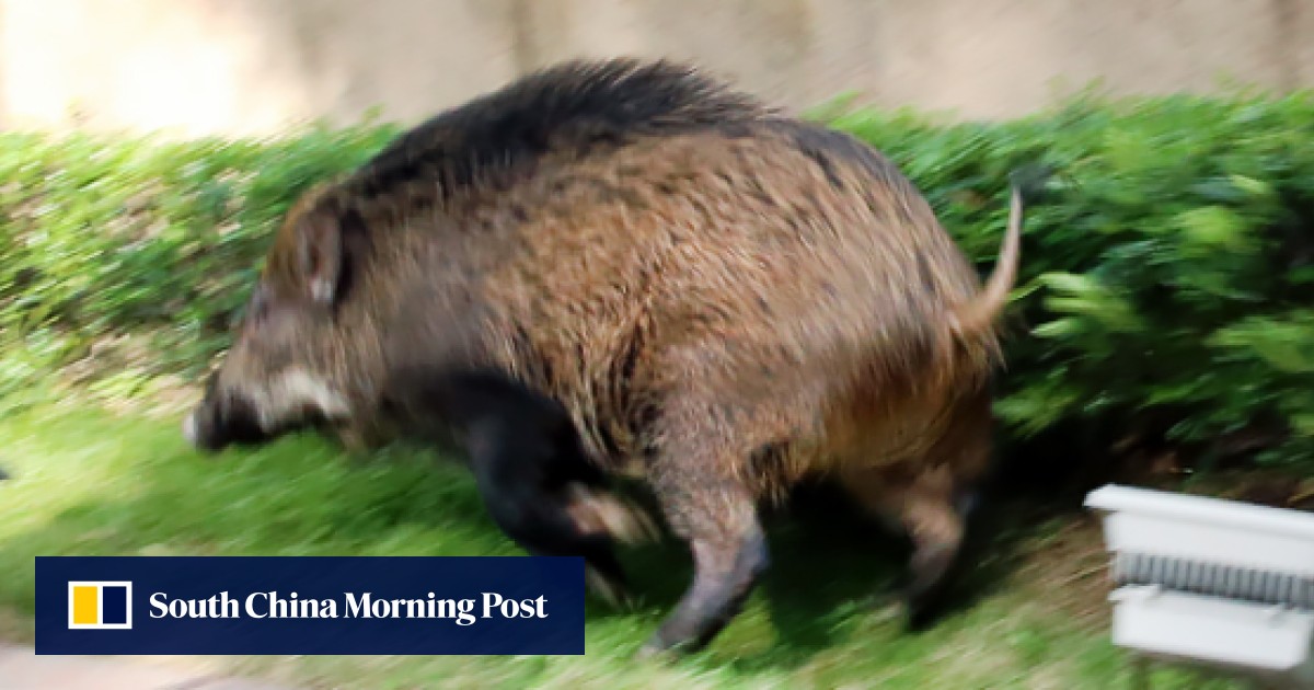 Wild pig eludes police after stand-off at Hong Kong luxury hotel ...