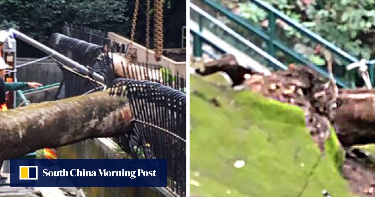 Tree falls on historic Hong Kong temple — almost a year to the day ...