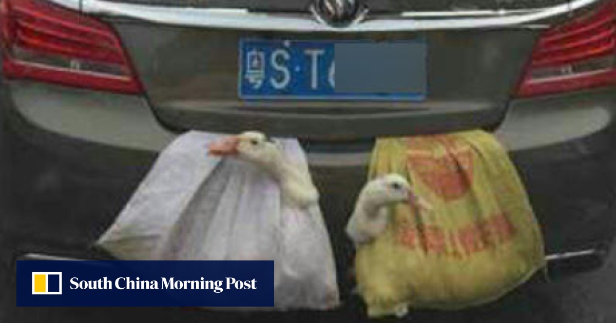 What a carry on! Photos of Chinese motorist transporting live animals ...